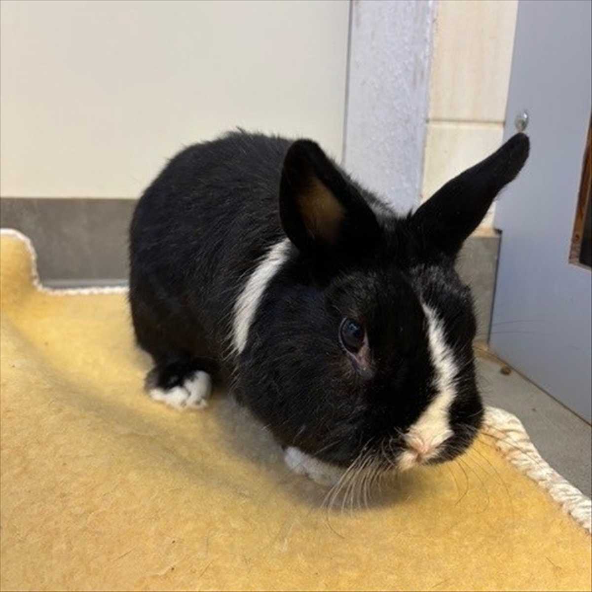 RAMBI | Tierschutzverein München