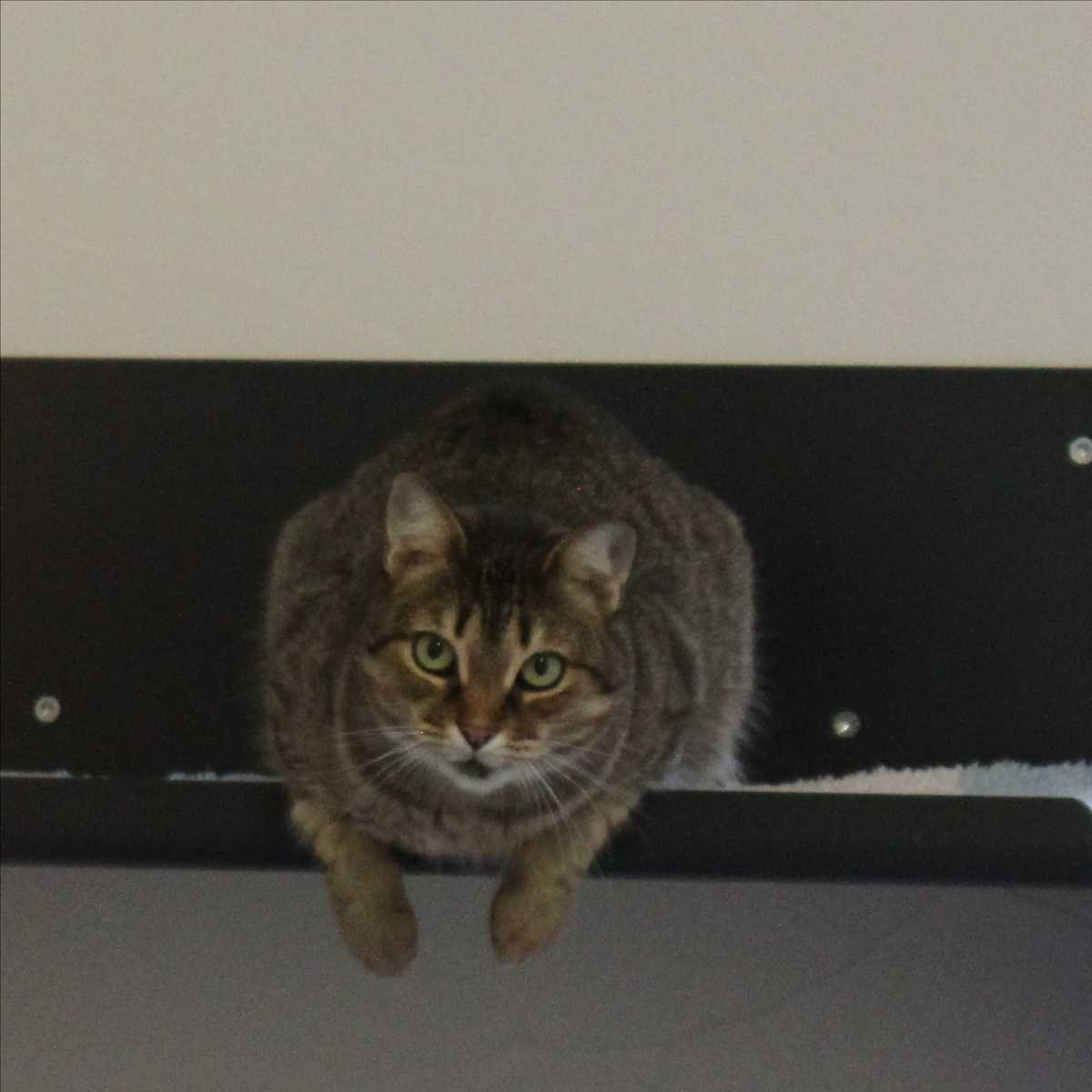 SUCUK | Tierschutzverein München