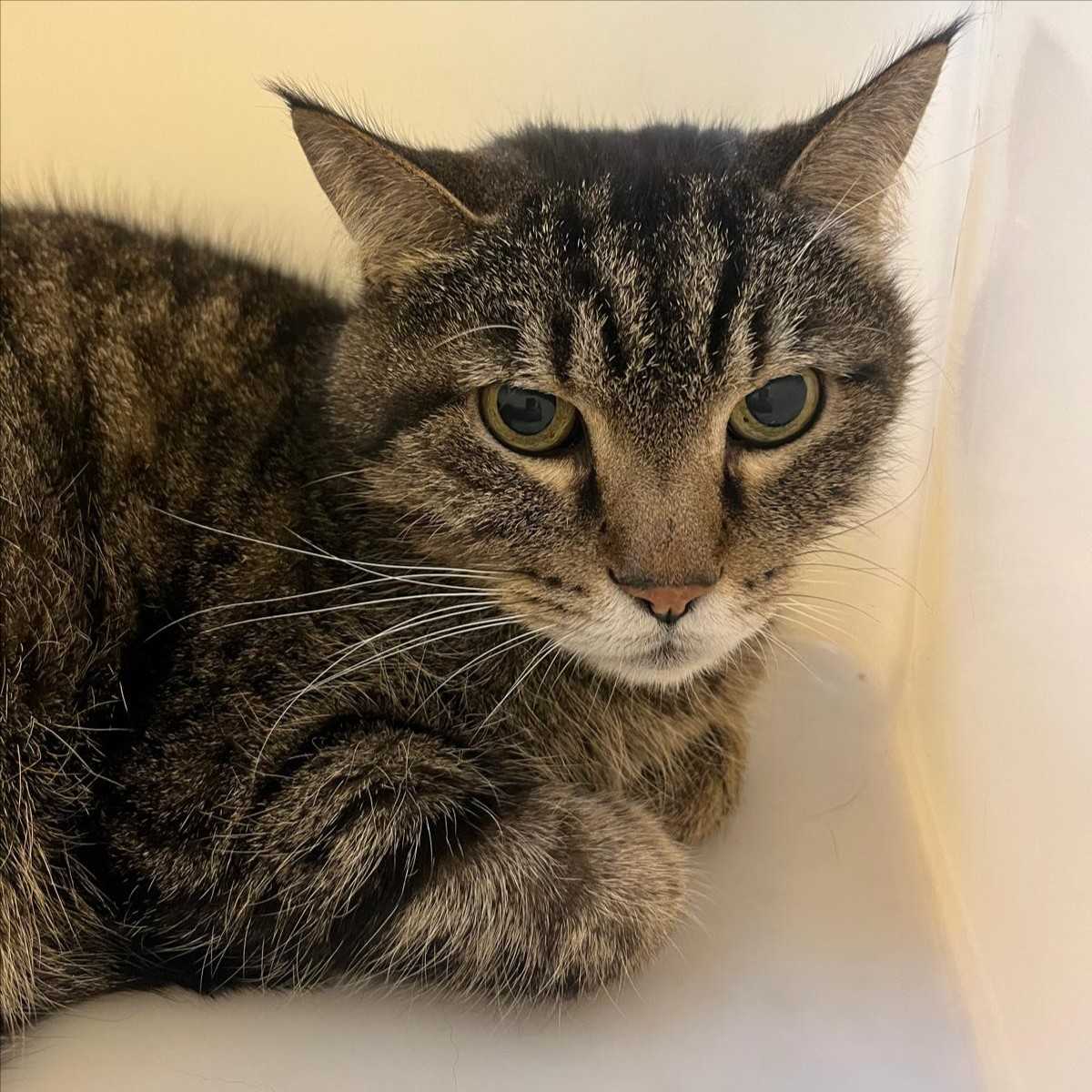 DENARI | Tierschutzverein München